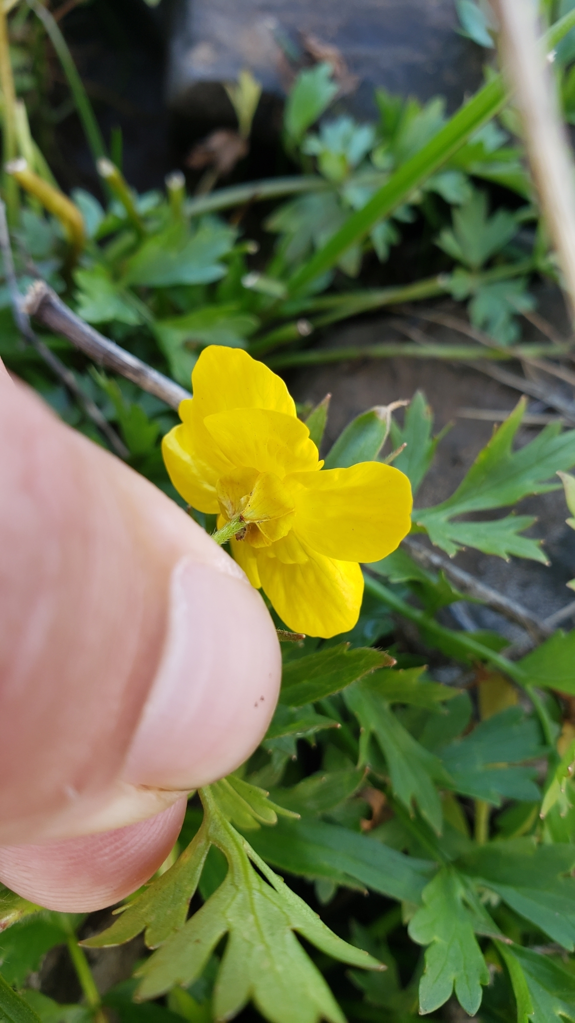 Ranunculus canus Benth.