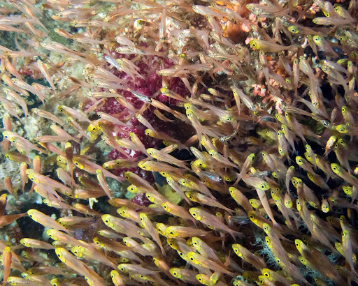 Golden Sweeper (Parapriacanthus ransonneti) - Marine Life Identification