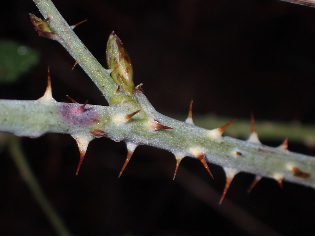 whitebark raspberry (Upper Sanborn Survey) · iNaturalist