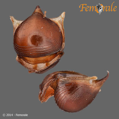 Uncinate Cavoline (Cavolinia uncinata) · iNaturalist United Kingdom