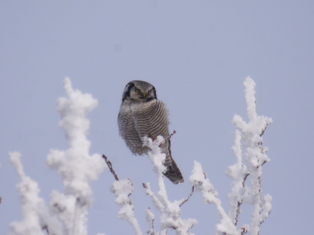 Northern Hawk Owl from Kolyvanovskiy rayon, Novosibirsk, Russia on ...