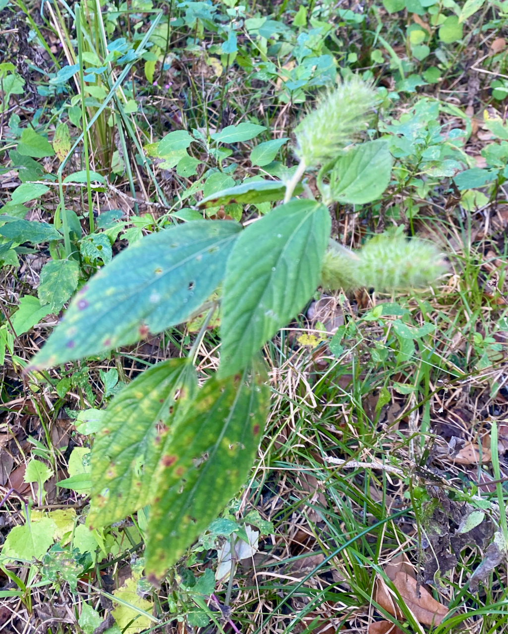 Acalypha arvensis Poepp.