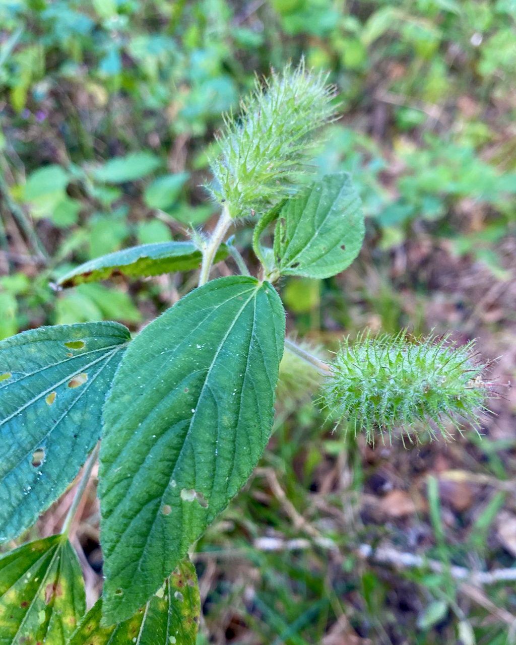 Acalypha arvensis Poepp.