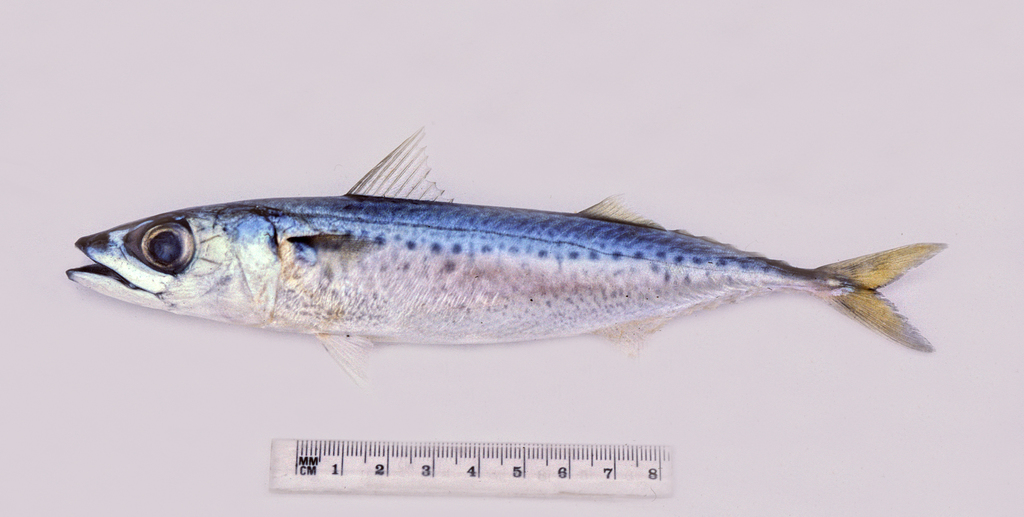 Blue Mackerel (Scomber australasicus) - Marine Life Identification