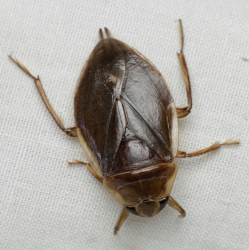 Diplonychus eques from Tuerong VIC 3915, Australia on January 23, 2022 ...