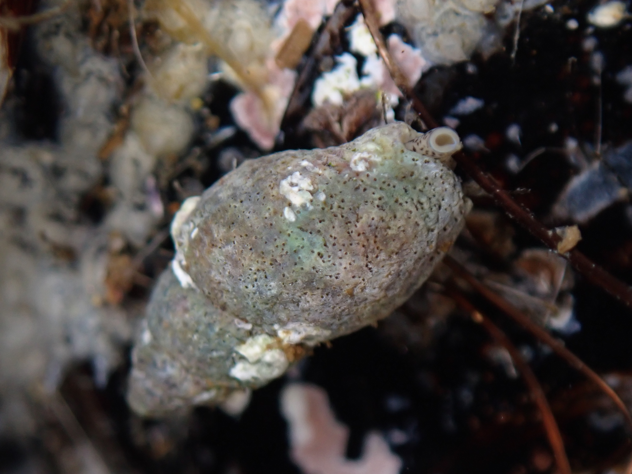 Amphissa H.Adams & A.Adams, 1853