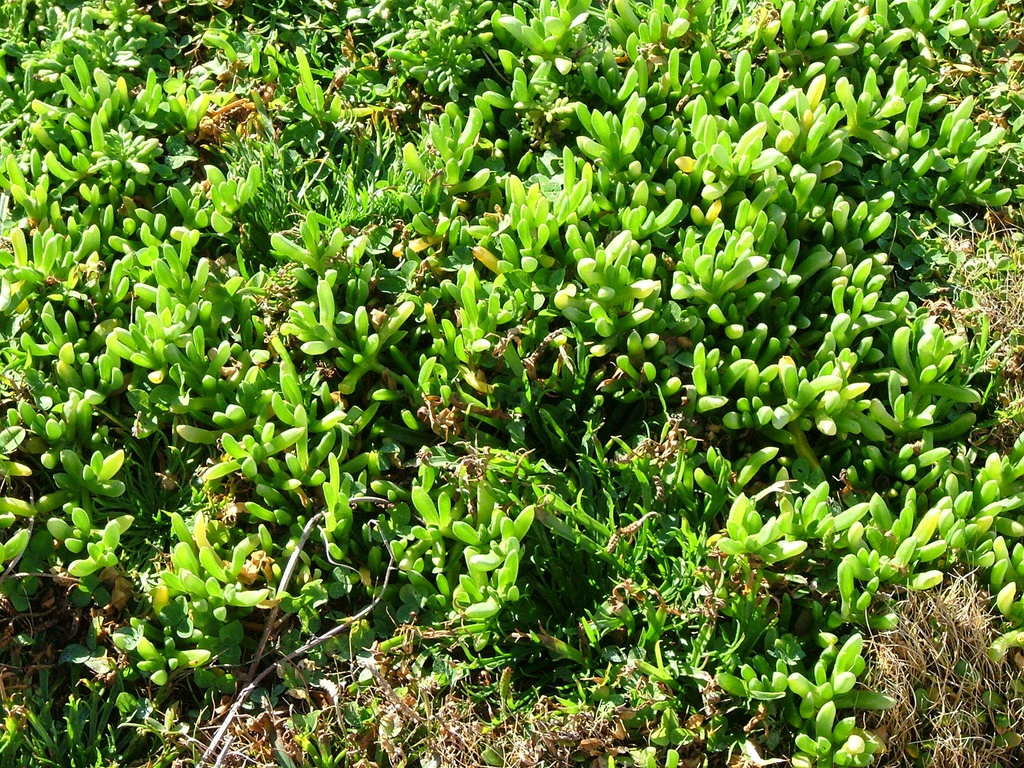 New Zealand Ice Plant in April 2004 by brucedc · iNaturalist