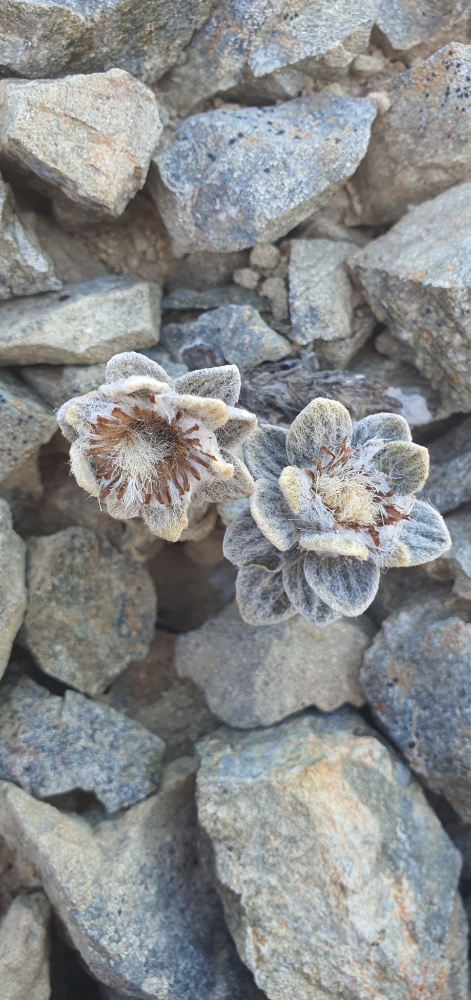 Haastia sinclairii Hook.fil.