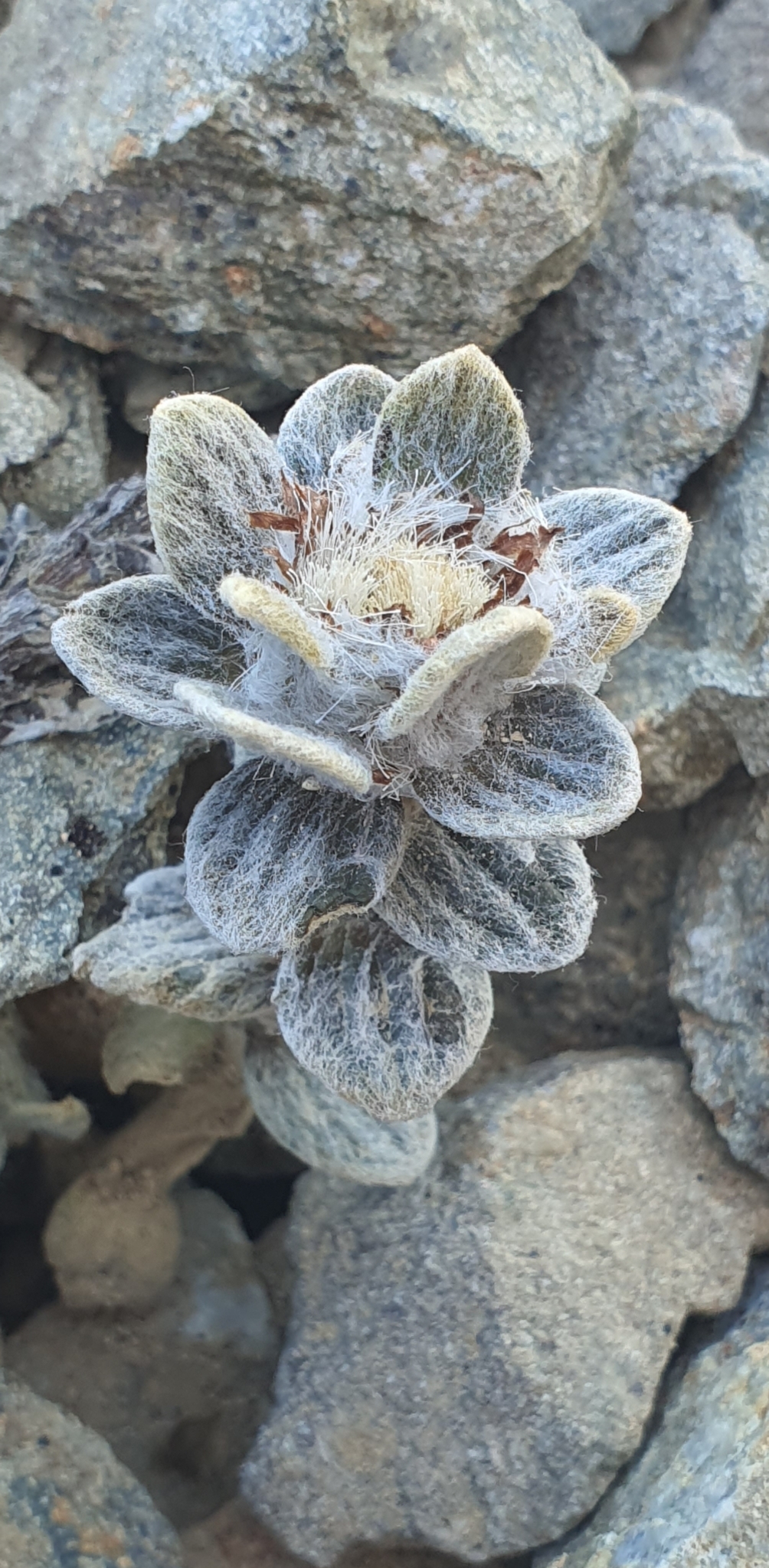 Haastia sinclairii Hook.fil.