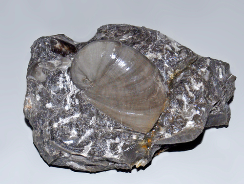 Prazubovcovití (Neritopsidae)