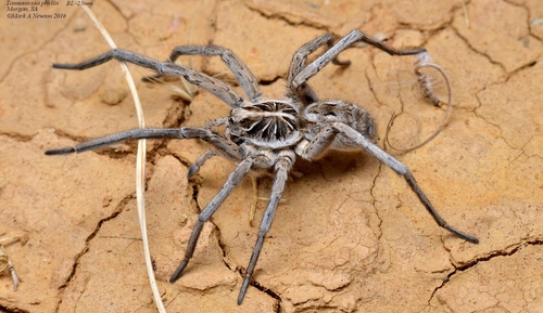 Phyllis's Union-Jack Wolf Spider (Tasmanicosa phyllis) · iNaturalist