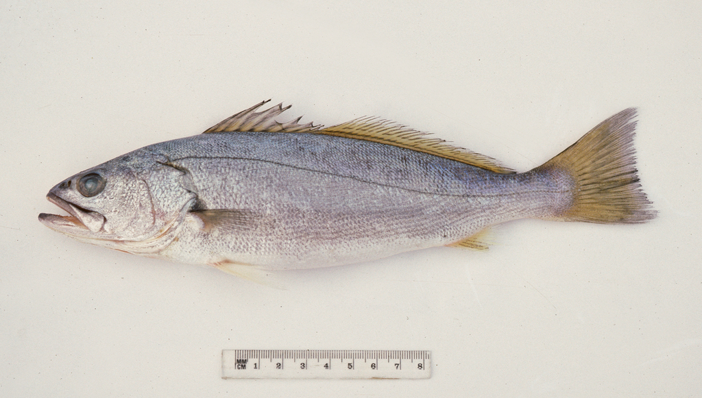 Teraglin (Atractoscion aequidens) - Marine Life Identification