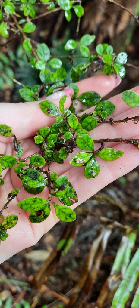 Hukihuki from Hihi 0494, New Zealand on January 25, 2022 at 02:38 PM by ...