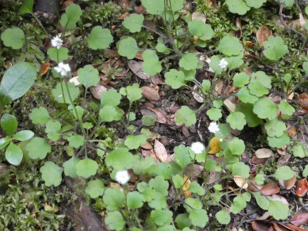 Lagenophora strangulata from Springfield, New Zealand on January 21 ...