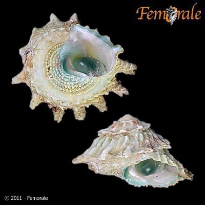 Astralium calcar · iNaturalist