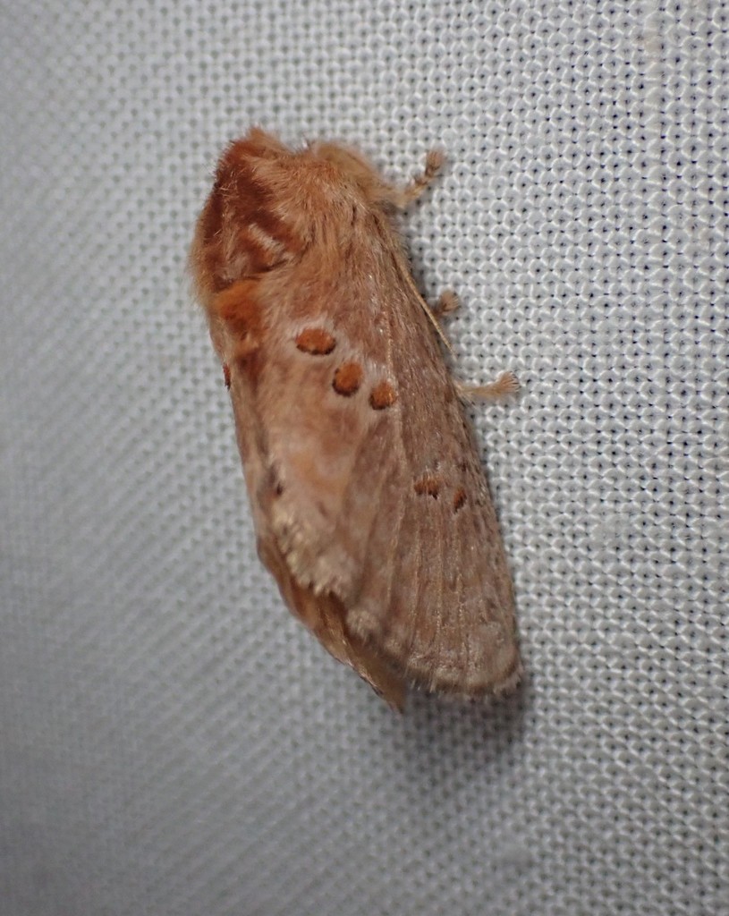 Orange Cup Moth from Tuerong VIC 3915, Australia on January 23, 2022 at ...