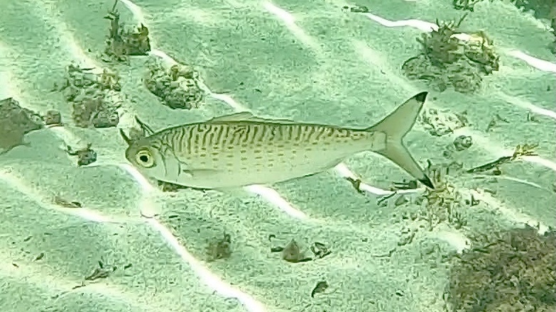 Australian Salmons (Arripis) - Marine Life Identification