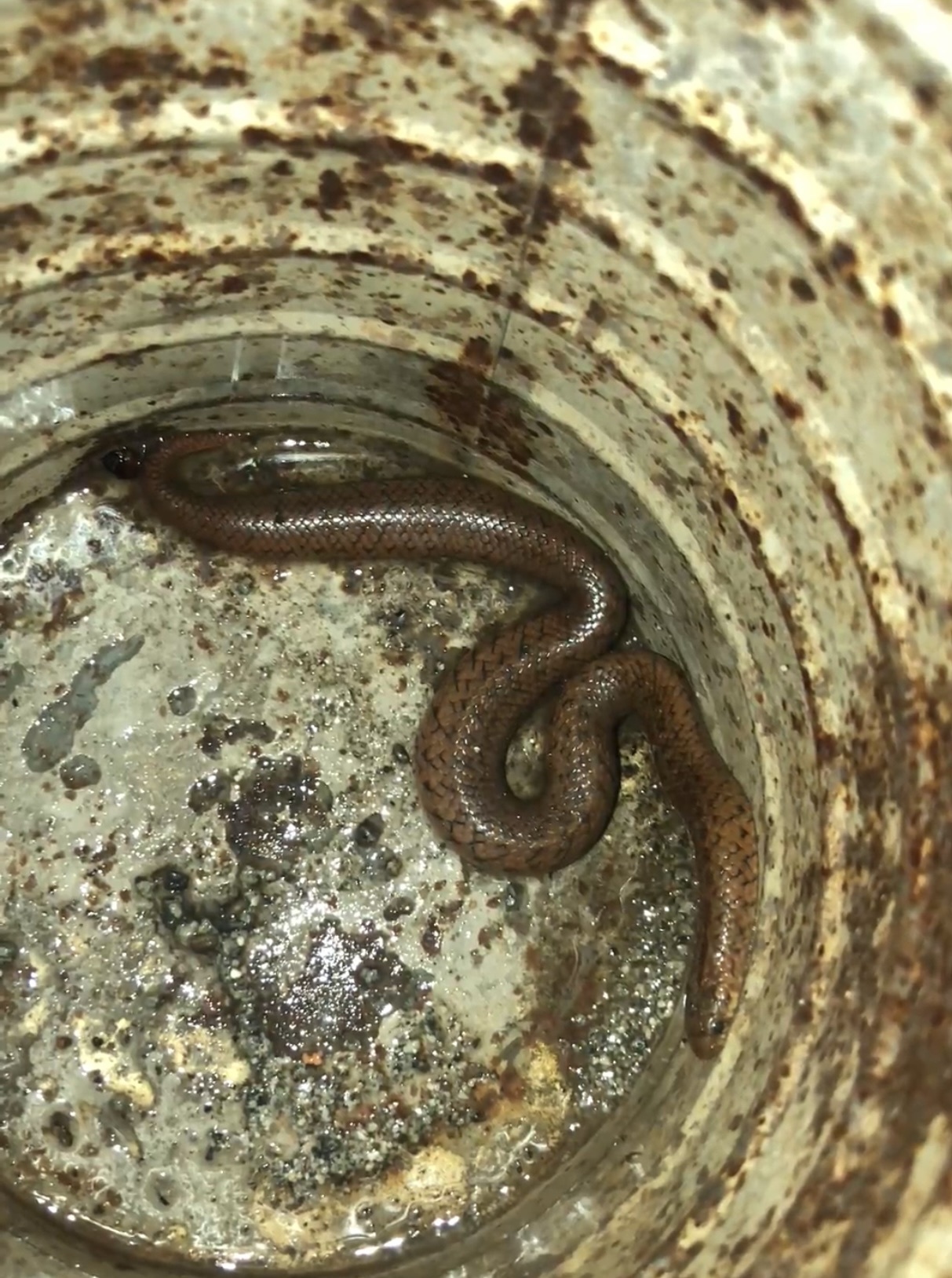 Conopsis biserialis (Taylor & Smith, 1942)