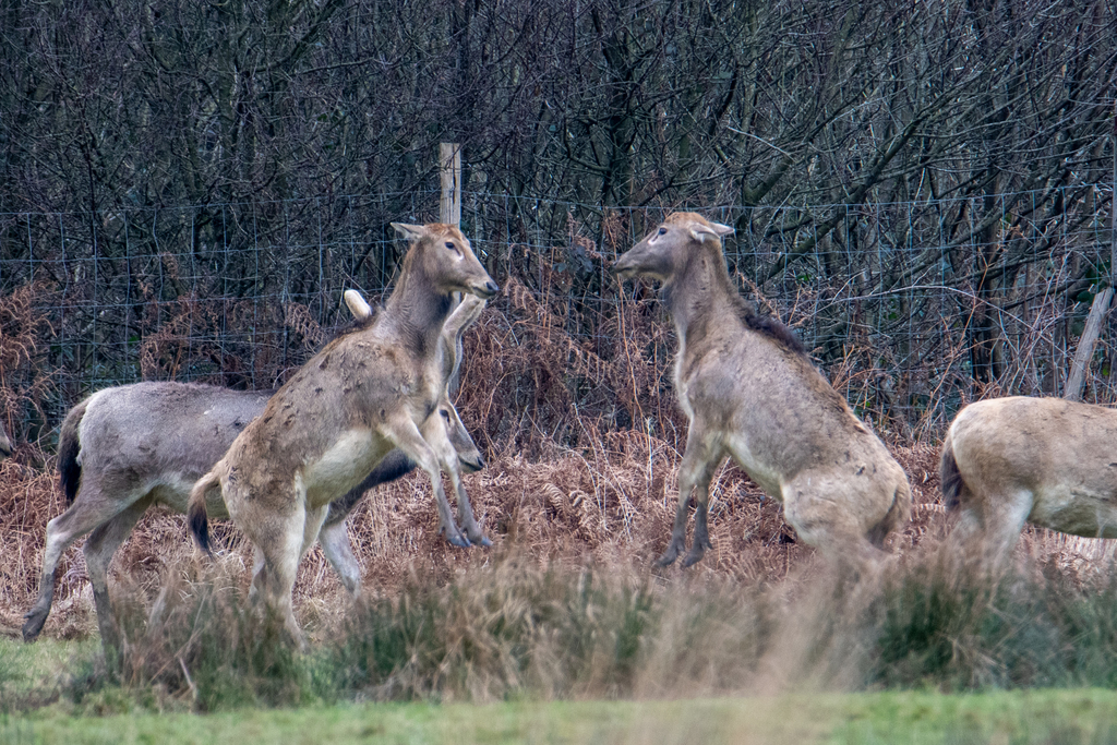 Père David's Deer (Elaphurus davidianus) - Know Your Mammals