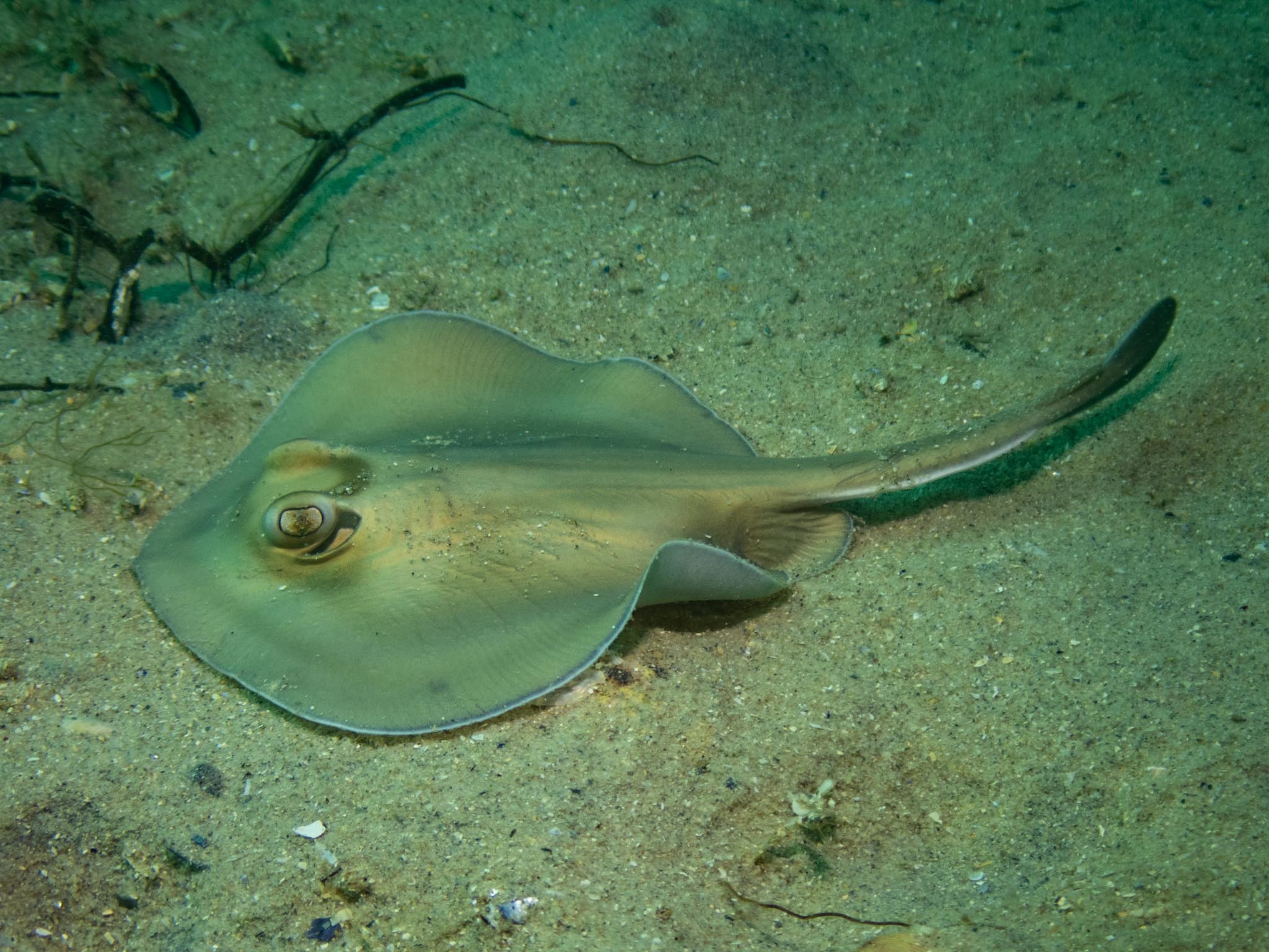 Urolophus paucimaculatus Dixon, 1969