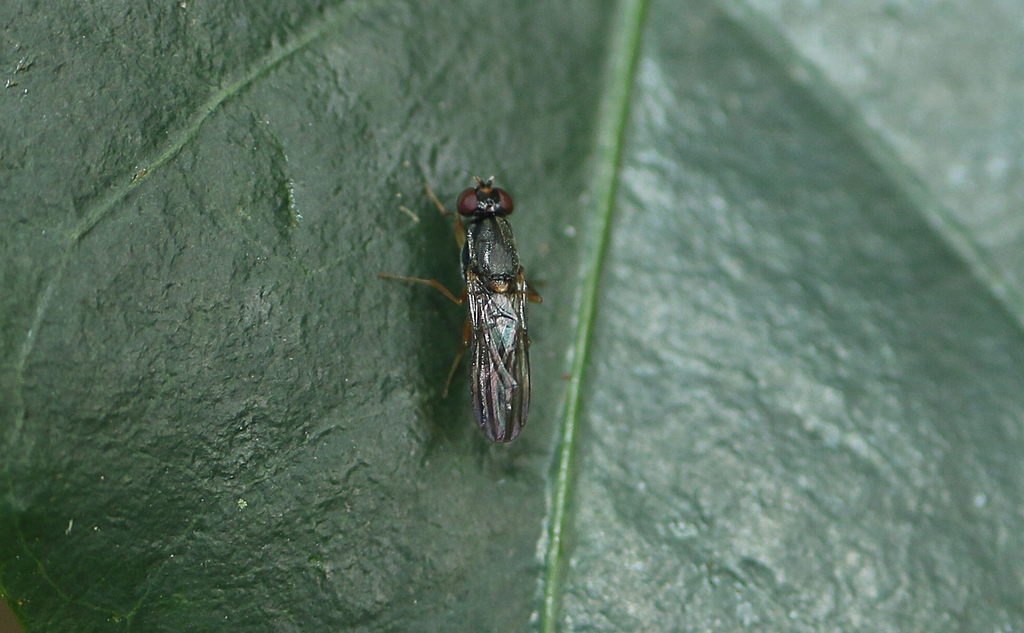 Rust Flies from Yercaud, Tamil Nadu 636601, India on January 19, 2022 ...