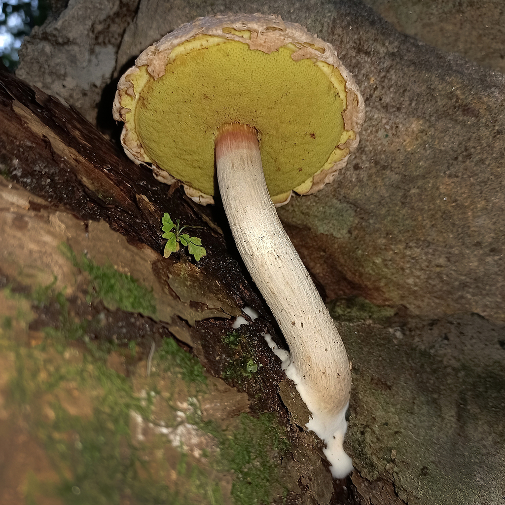 Pineapple Bolete from Sydney NSW, Australia on January 24, 2022 at 06: ...