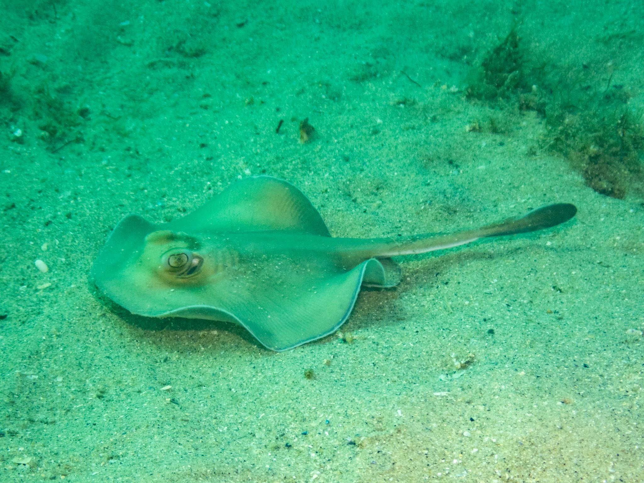 Urolophus paucimaculatus Dixon, 1969