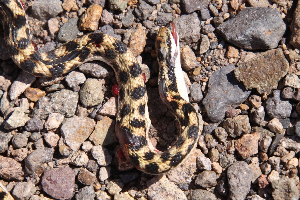 Arrow Ground Snake from Malargüe, Mendoza, Argentina on January 10 ...