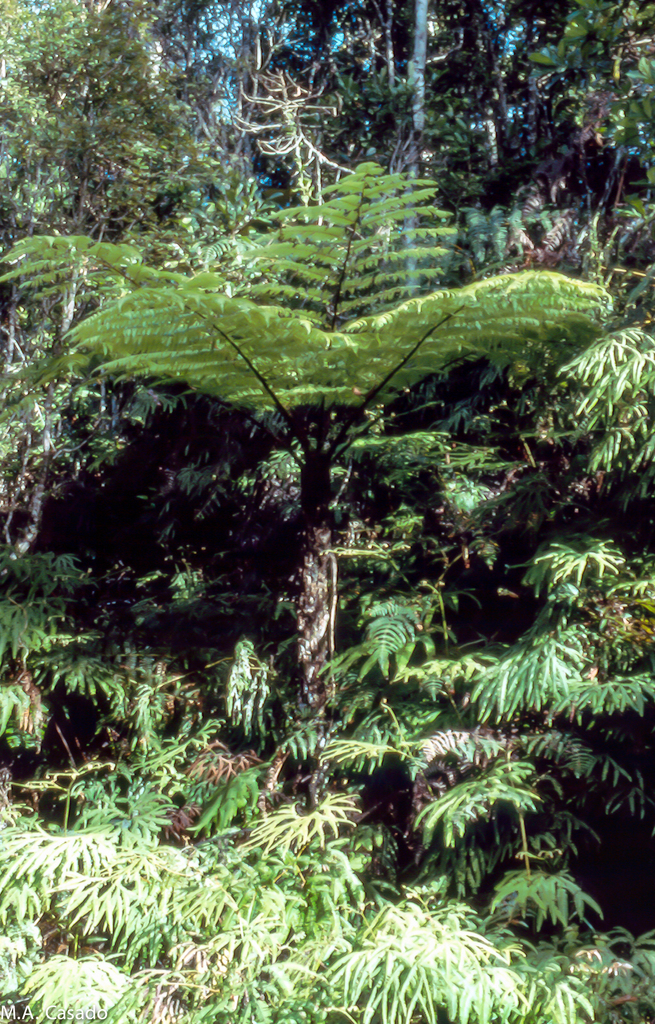 scaly tree ferns from Región de Alaotra-Mangoro, Madagascar on July 23 ...