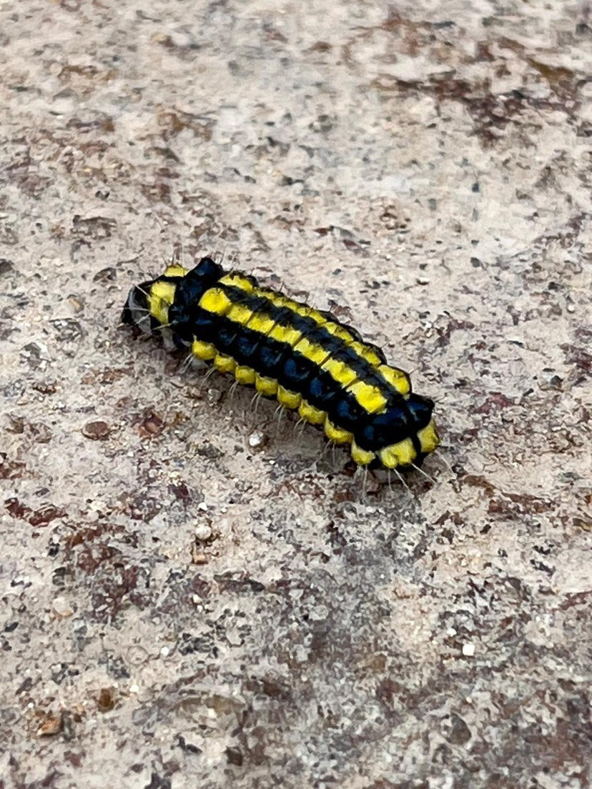 Pidorus glaucopis (Drury, 1773)