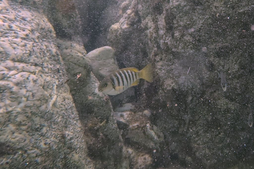 Zebrafish from Rocky Cape TAS 7321, Australia on January 17, 2022 at 01 ...