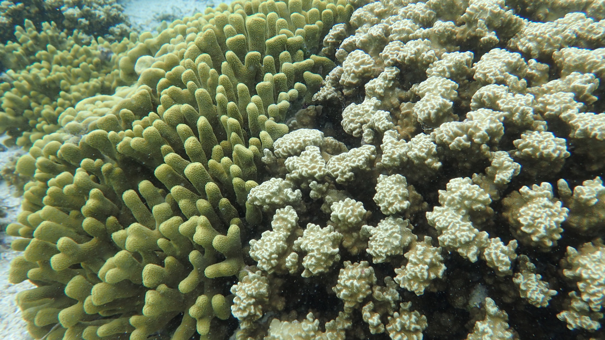 Porites cylindrica Dana, 1846