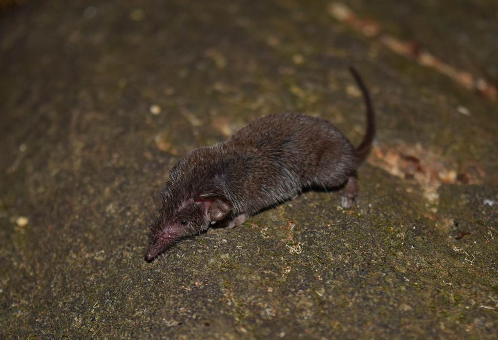 Horsfield's Shrew from Kadumane, Karnataka 573134, India on March 05 ...