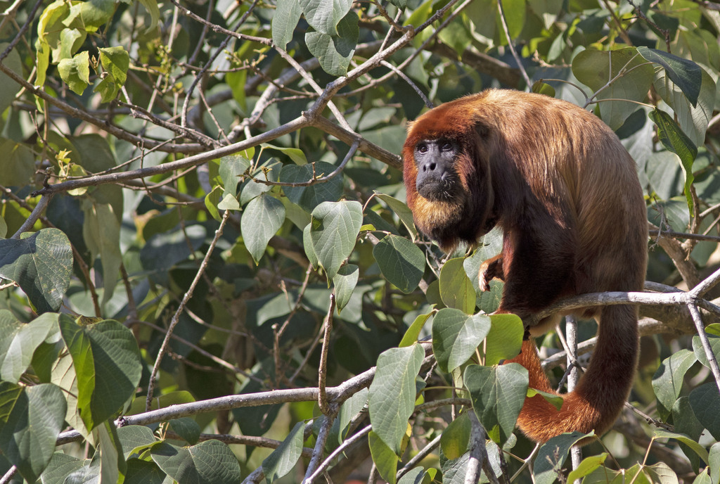 Red-handed Howler Monkey in September 2017 by Fábio Giordano · iNaturalist