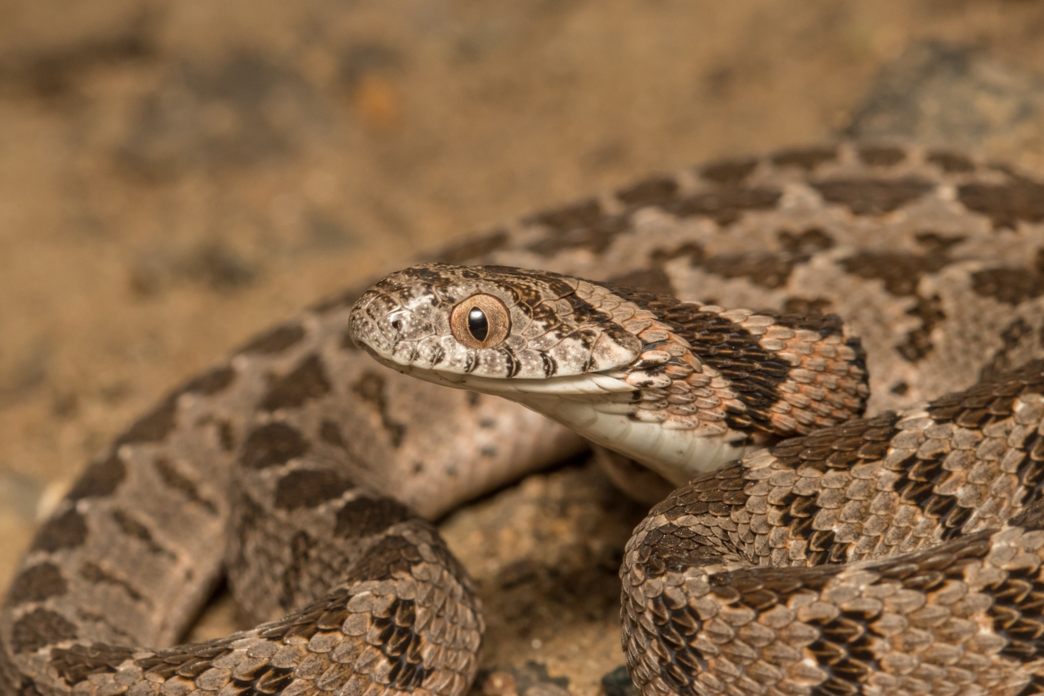 Dasypeltis scabra (Linnaeus, 1758)