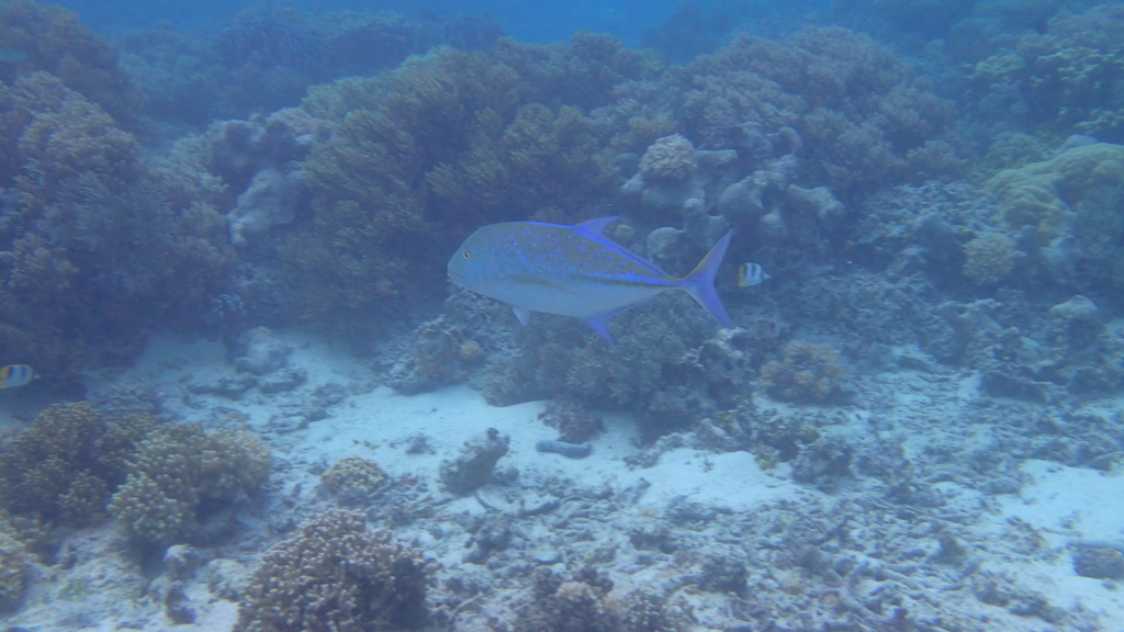 Bluefin Trevally from 818 North, Marine Corps Dr, Piti, 96915, Guam on ...