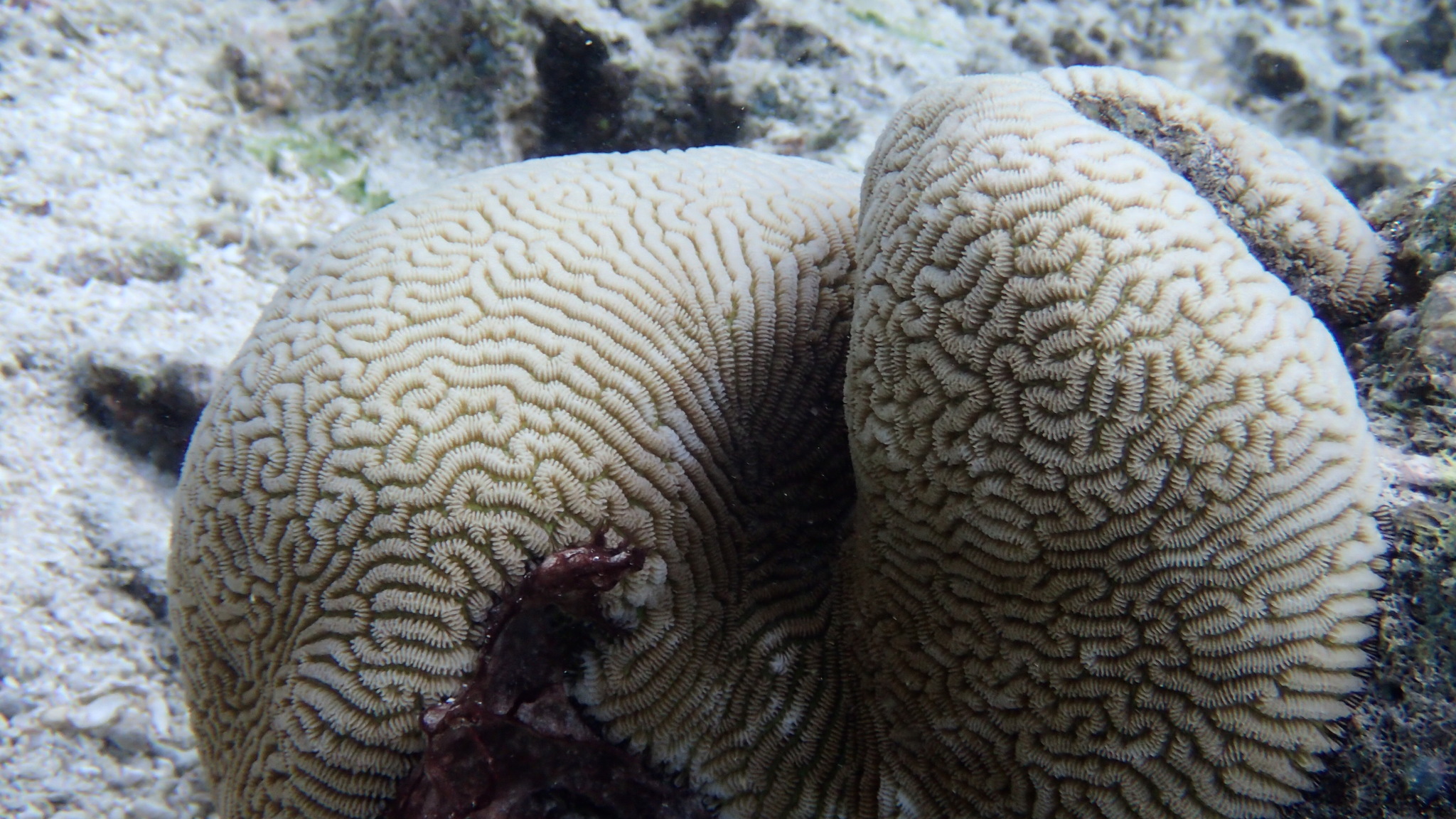 Leptoria phrygia (Ellis & Solander, 1786)