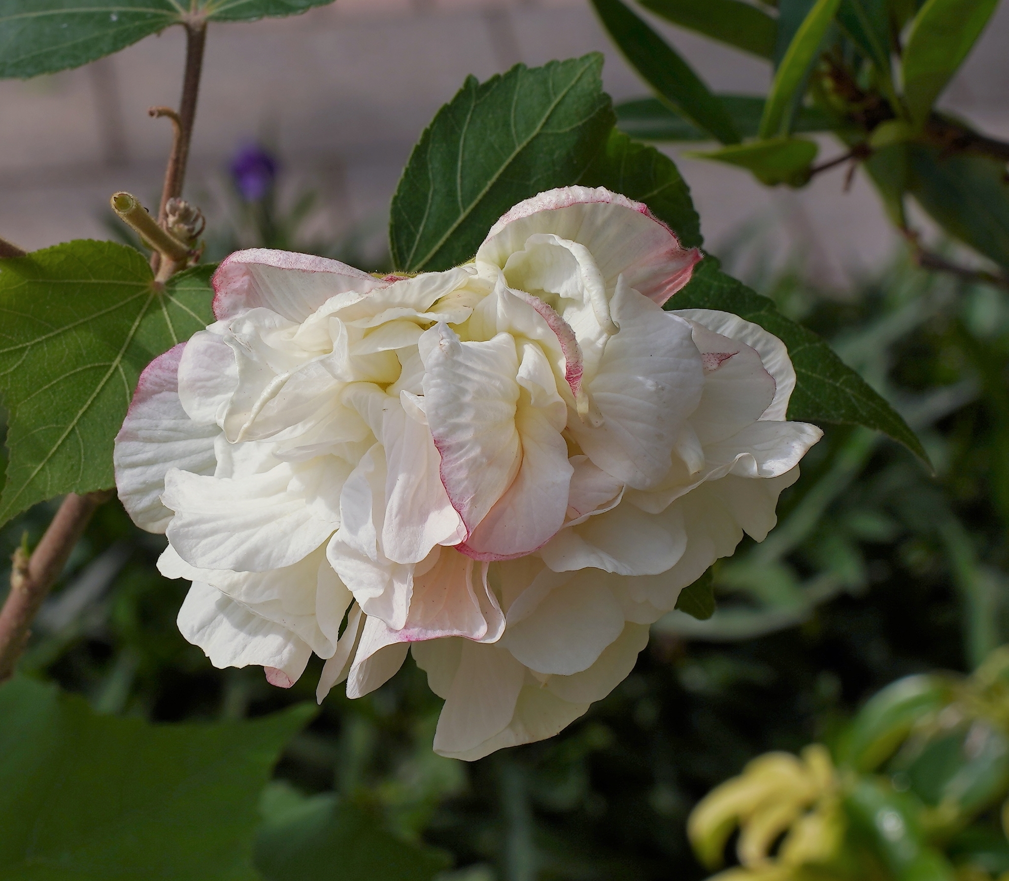 Hibiscus mutabilis L.