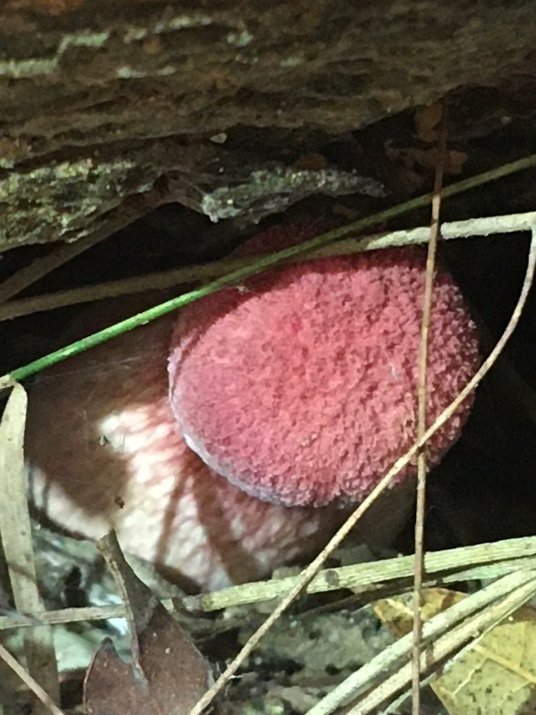 Boletellus from Caloundra - Caloundra S., AU-QL, AU on April 10, 2021 ...