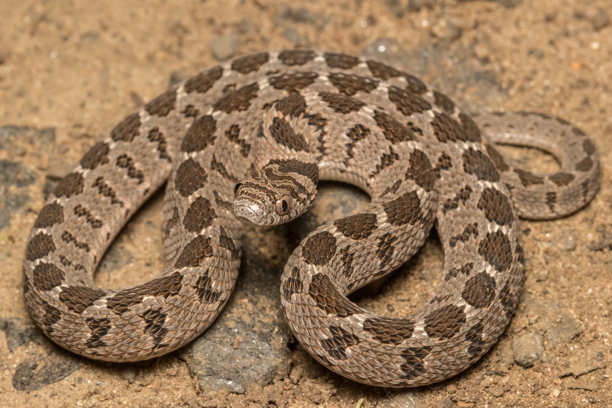 Dasypeltis scabra (Linnaeus, 1758)