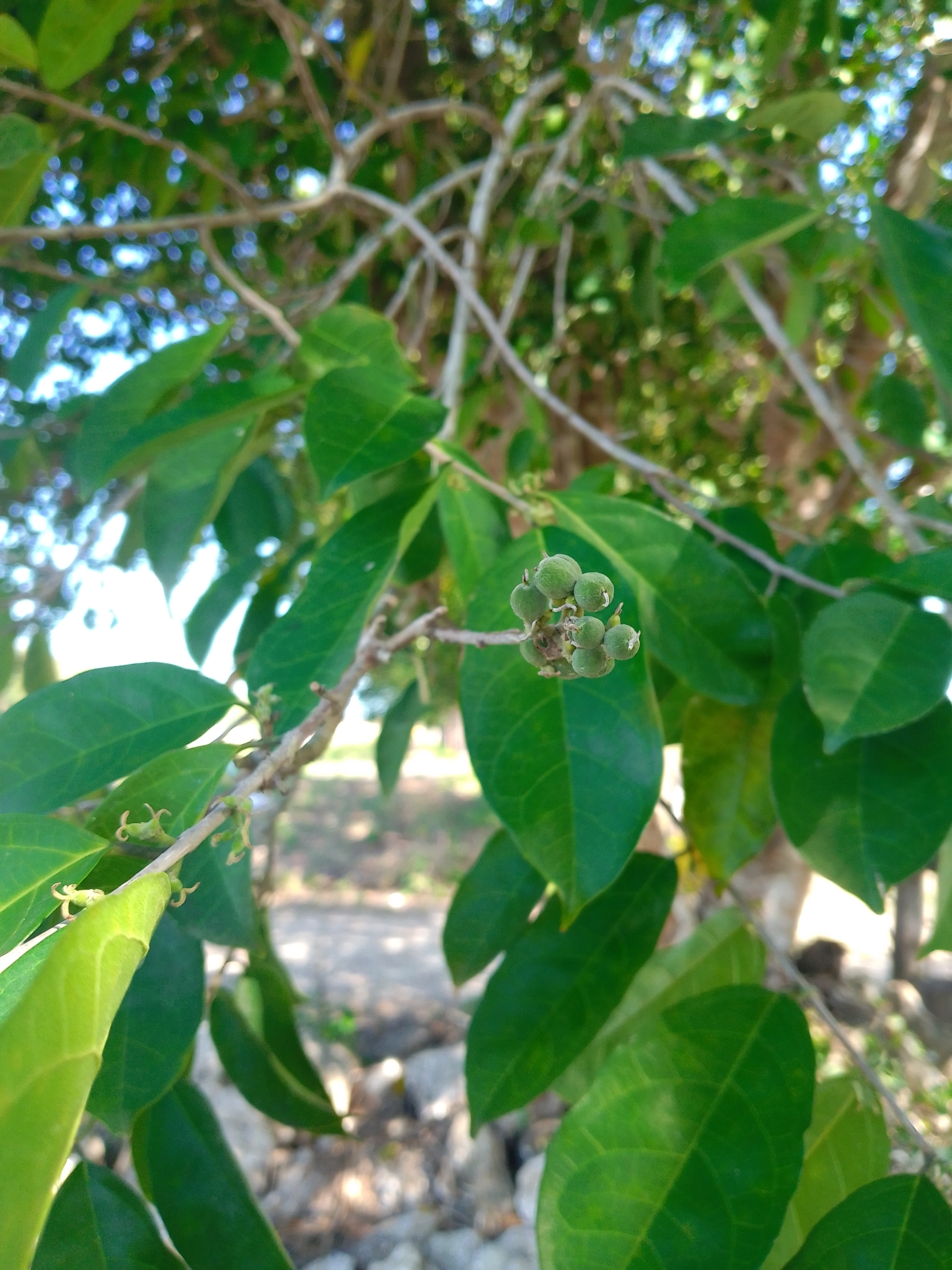 Trophis racemosa (L.) Urb.