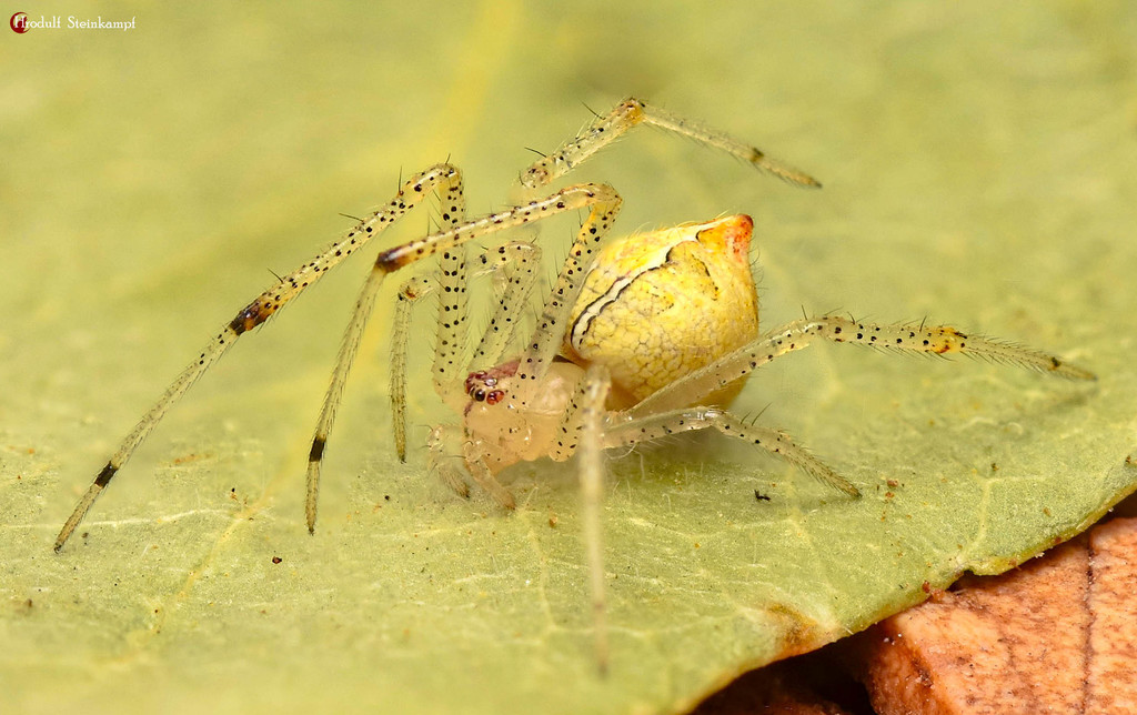 Chrysso from Rayton Rd, Dan Pienaar, Bloemfontein, 9310, South Africa ...