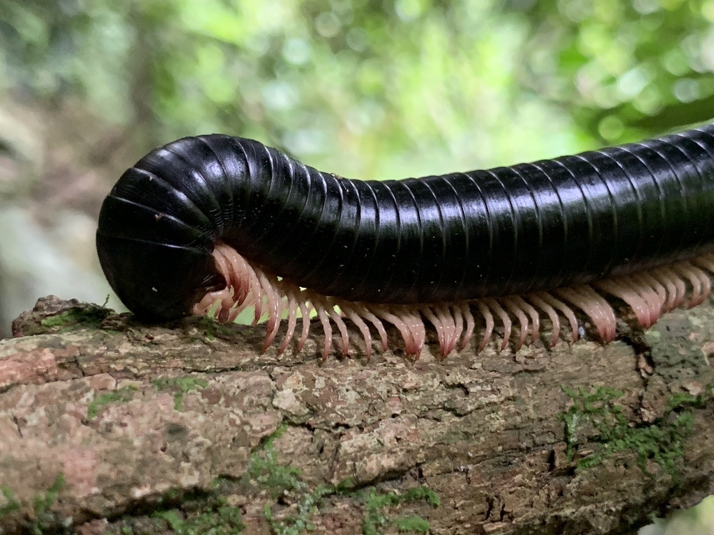 Ruby-footed Black Millipede from Maxmead, Pinetown, KZN, ZA on January ...