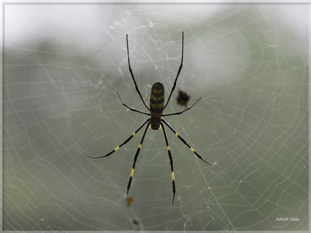 Joro Spider from 台灣新竹縣 on January 16, 2022 at 04:37 PM by 周業偉 · iNaturalist