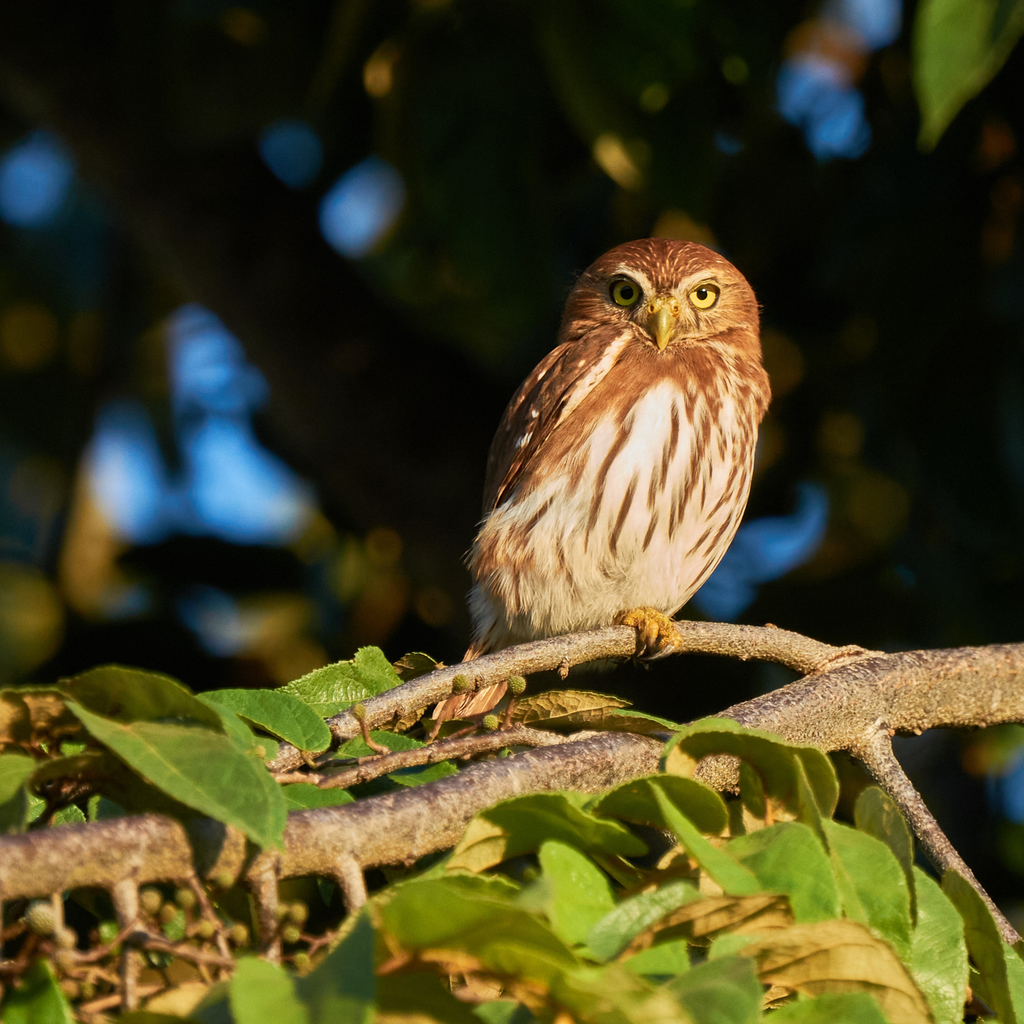 Ferruginous Pygmy-Owl from Doyle's Delight St, Belmopan, Belize on ...