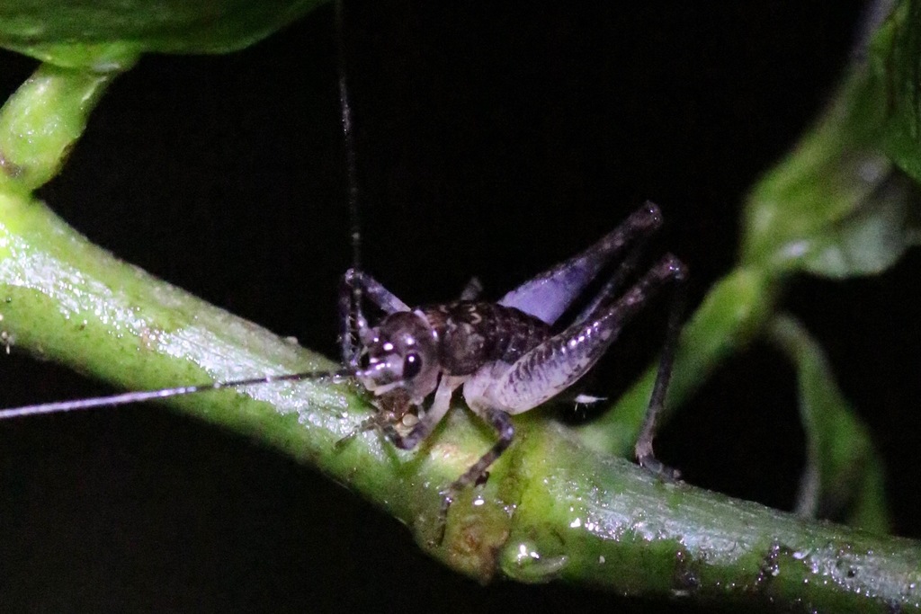 Anabropsis from Puntarenas Province, Monteverde, Costa Rica on January ...