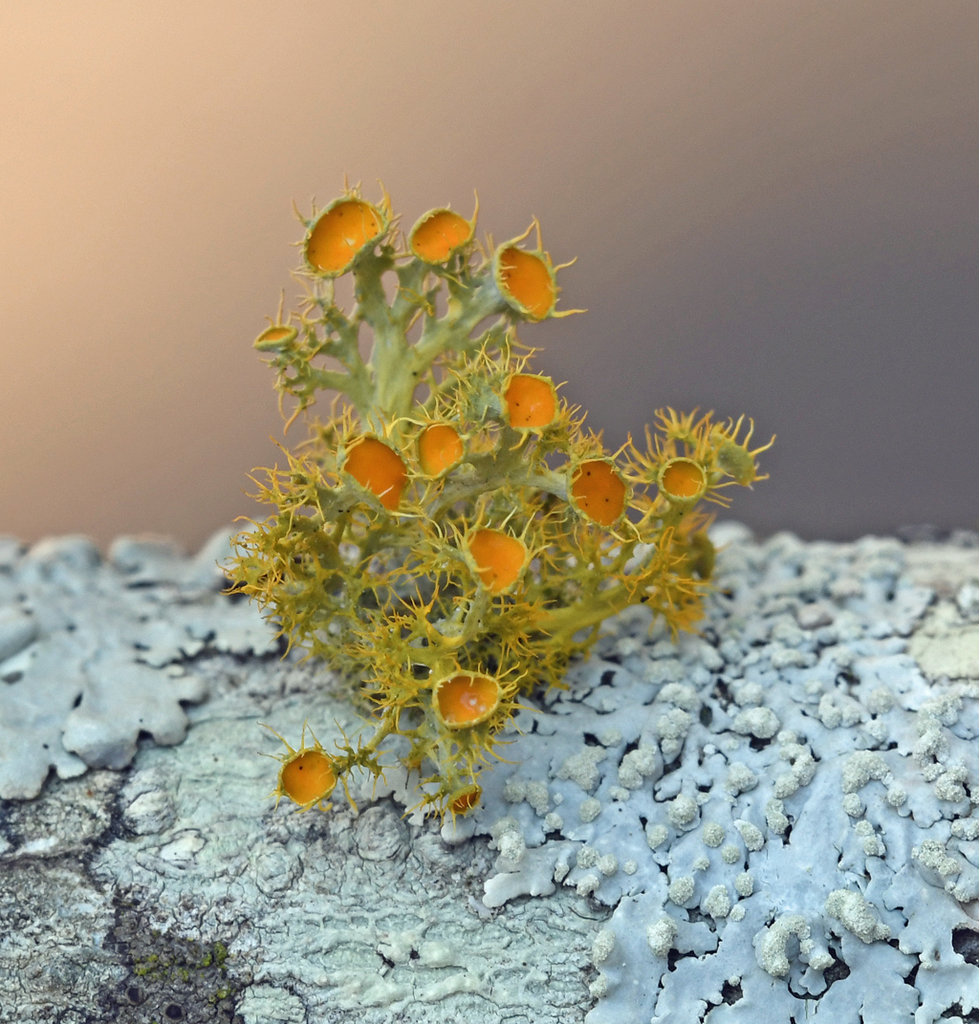 Golden-eye Lichen from Macon County, GA, USA on January 19, 2022 at 01: ...