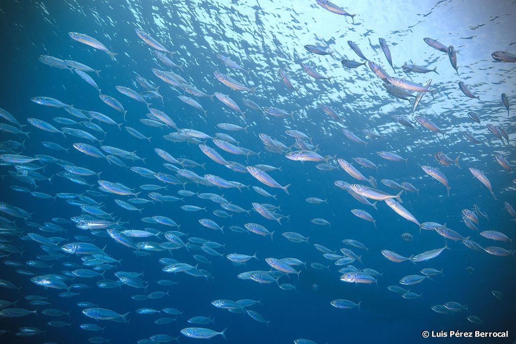 Longjaw Mackerel (Rastrelliger kanagurta) - Marine Life Identification