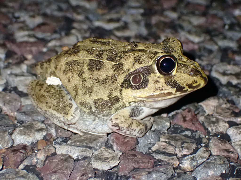 New Holland Frog from Karumba QLD 4891, Australia on December 31, 2021 ...