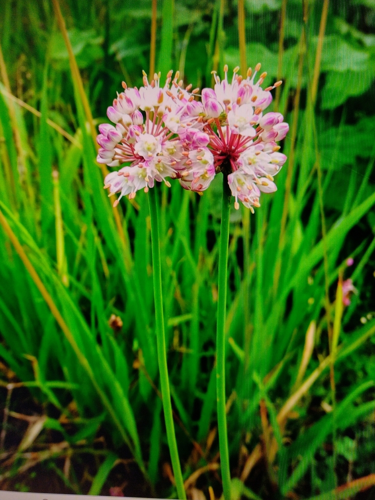 Allium suaveolens from Prittriching on August 29, 2021 at 04:15 PM by ...